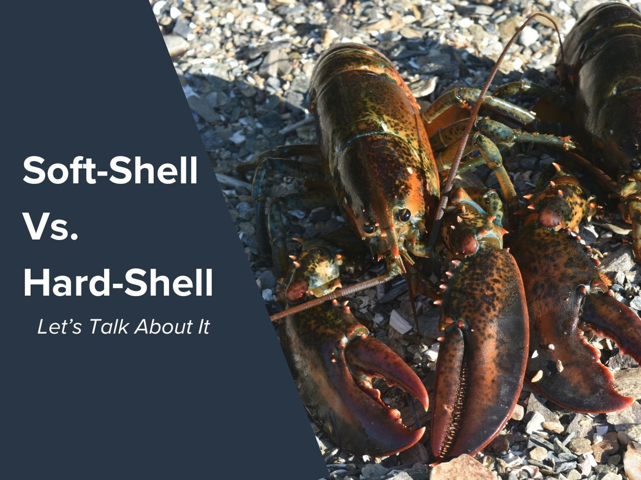 Differences Between Hard, Firm, and Soft Shell Maine Lobsters