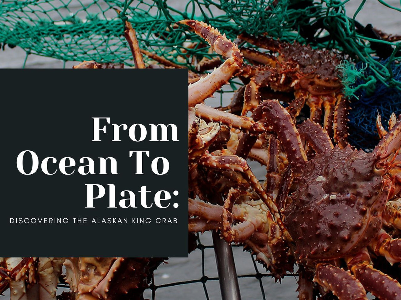 Facts About Alaskan King Crab: Leg Span, Diet & Nutritional Benefits