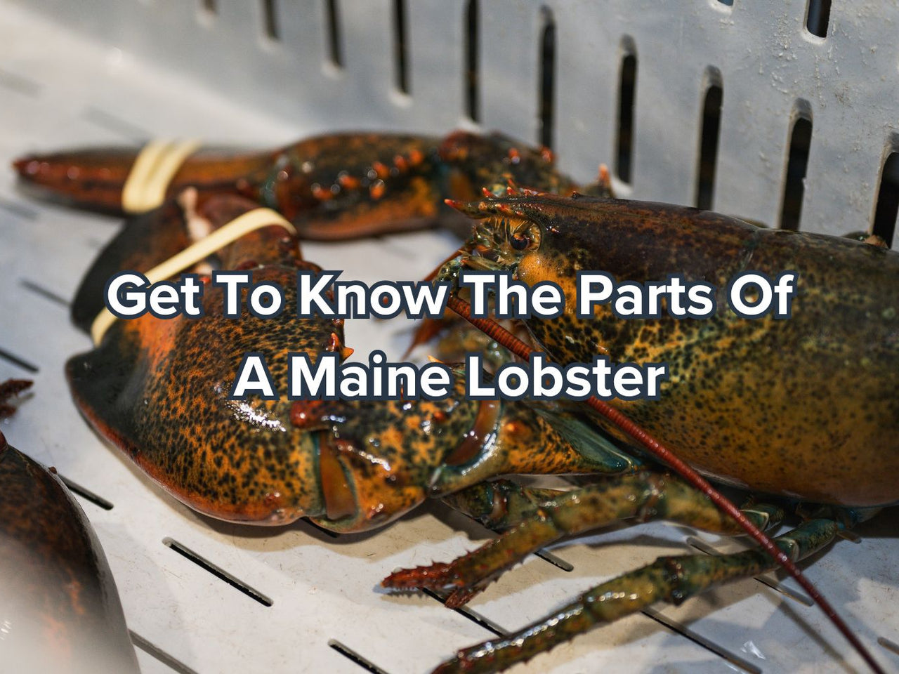 Get To Know The Parts Of A Maine Lobster