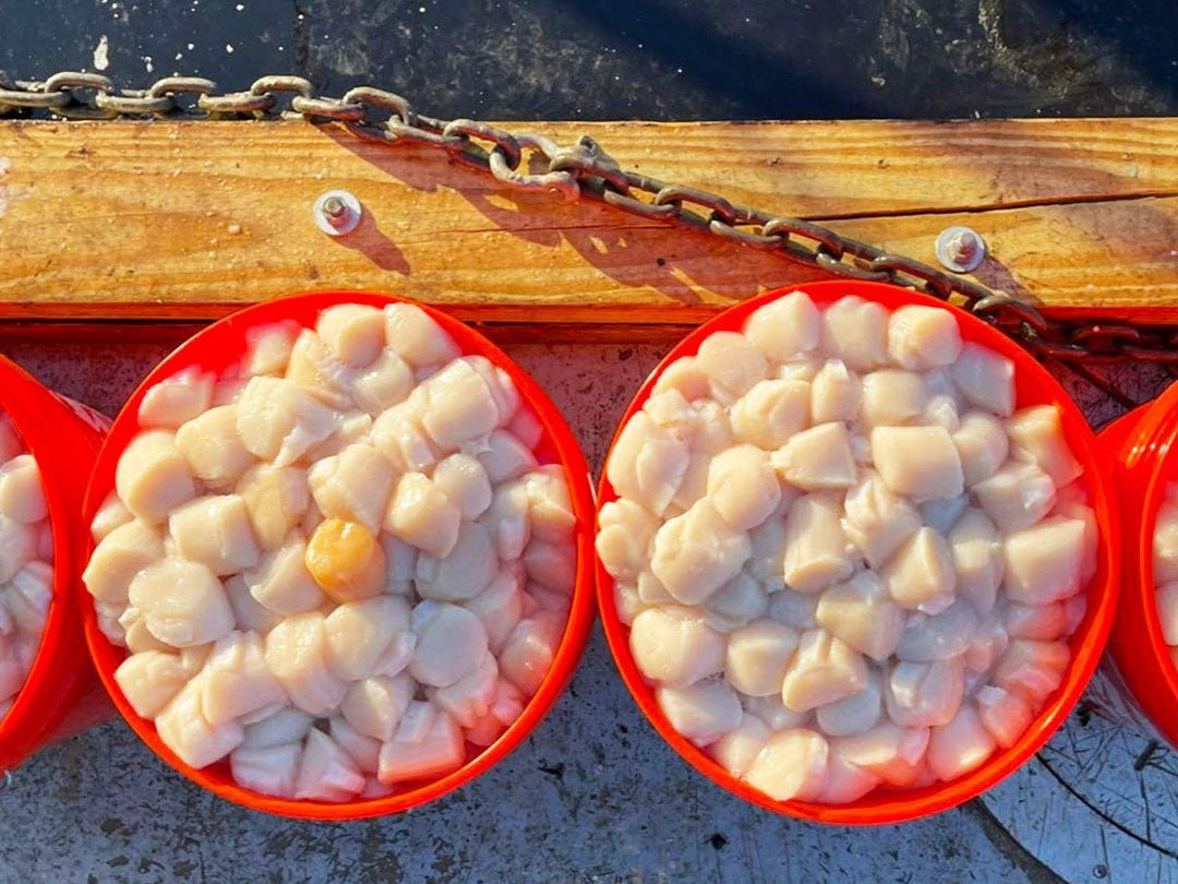 Maine Scallop Season 2024 – Dates, Regulations, and Tips