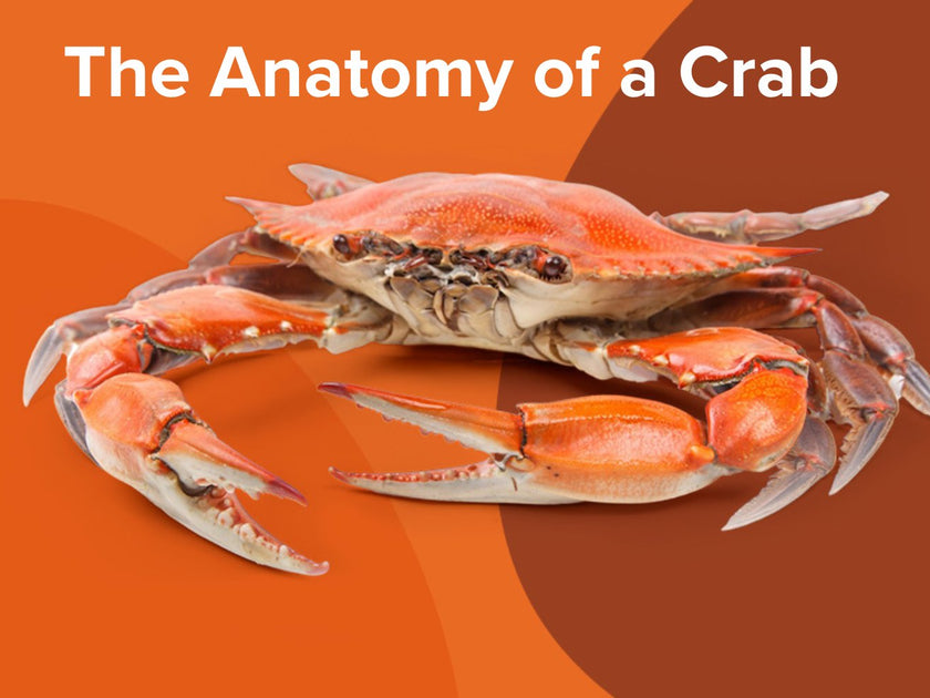 The Anatomy of a Crab