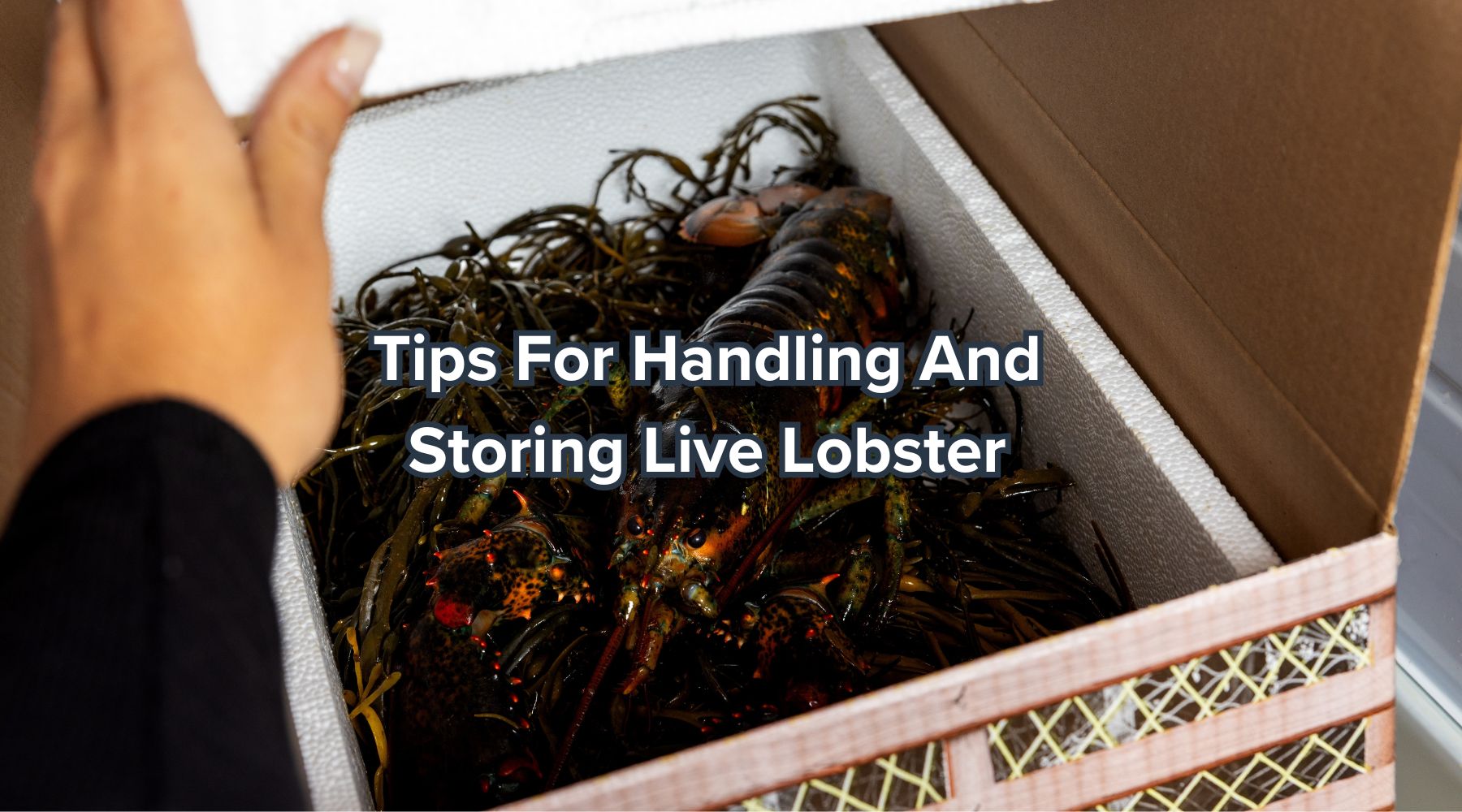 Tips for Handling and Storing Live Lobster