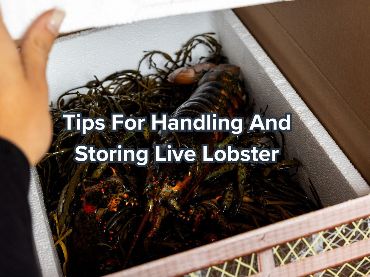 Mouth-Watering Lobster Recipes