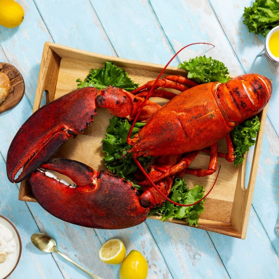 Giant Lobsters For Sale Online | Maine Lobster Now