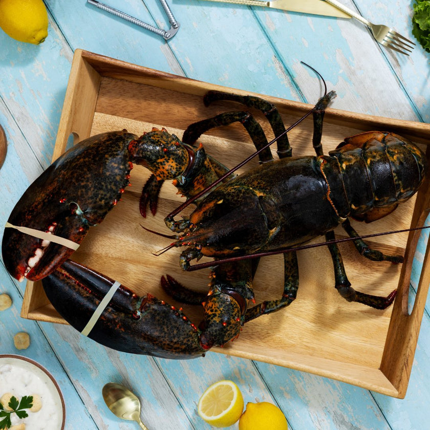 Buy Live 8-10 lb. North Atlantic Lobster Online