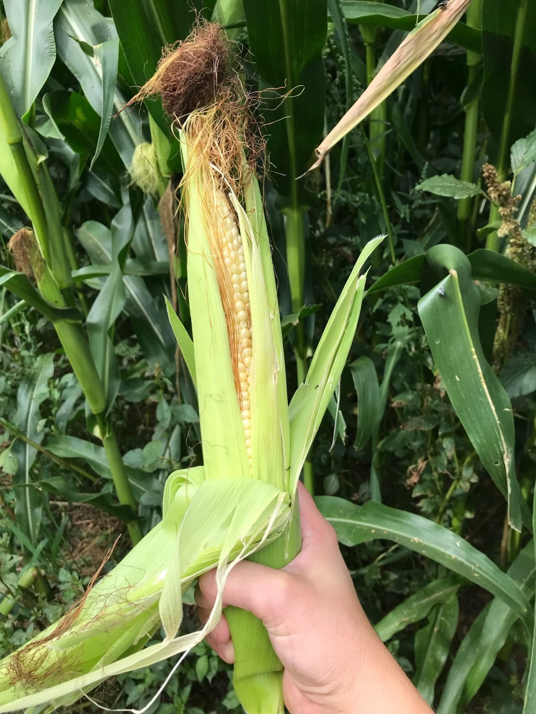 Pineland Farms Fresh Corn For Sale | Shipped Overnight From Maine