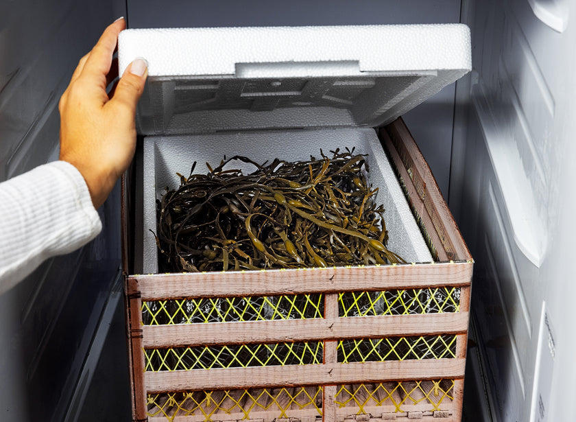 Learn How to Cook Live Lobsters at Home | Maine Lobster Now