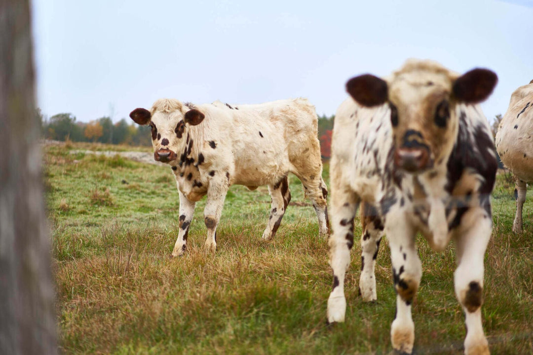 Buy Kate's Butter Online