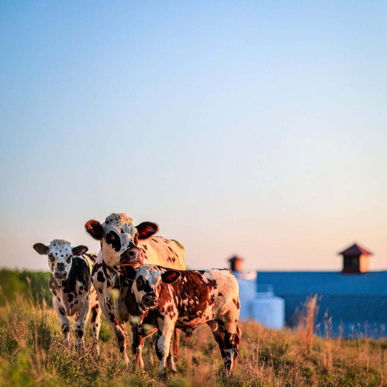 Buy Kate's Butter Online