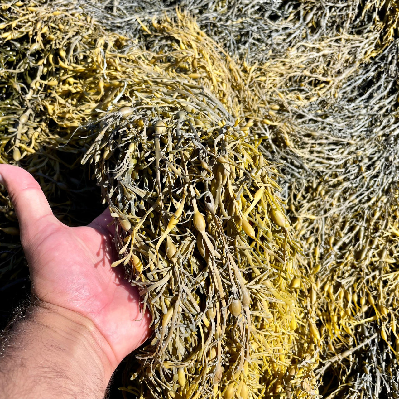 Fresh Seaweed (Rockweed) For Sale | Shipped Overnight From Maine