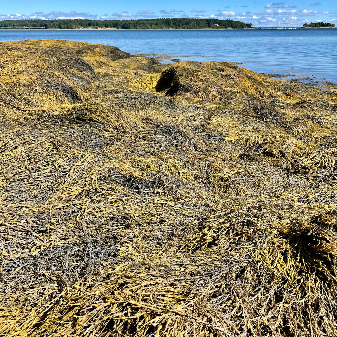 Fresh Seaweed (Rockweed) For Sale | Shipped Overnight From Maine