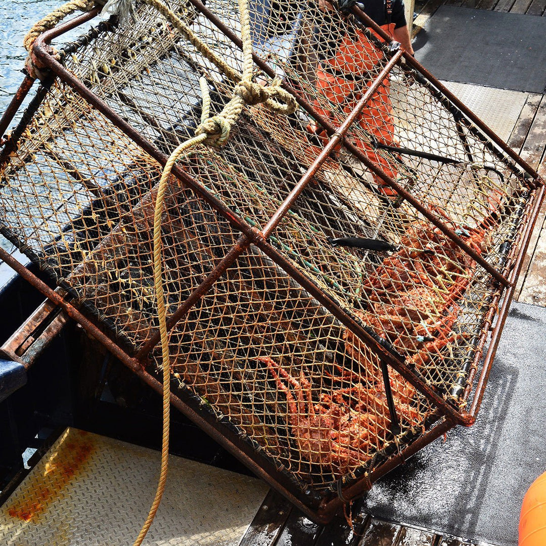 Red King Crab Merus Segment - Prime Cut - 2 lbs.