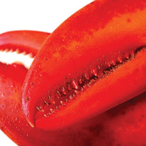 10 lb - 15 lb Live North Atlantic Lobster Online