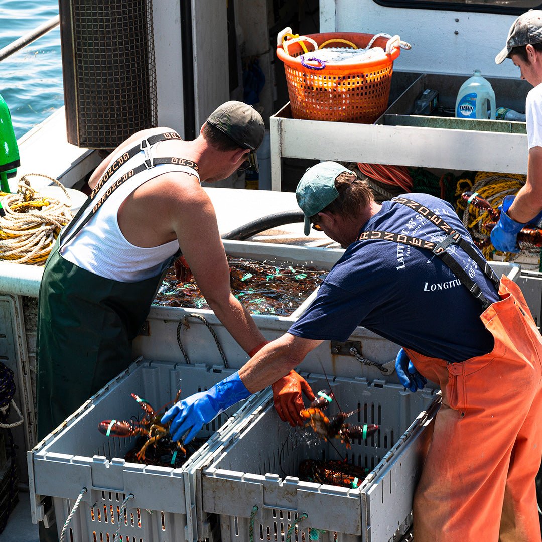 Fresh 2 lb Live Maine Lobster - Quality Seafood