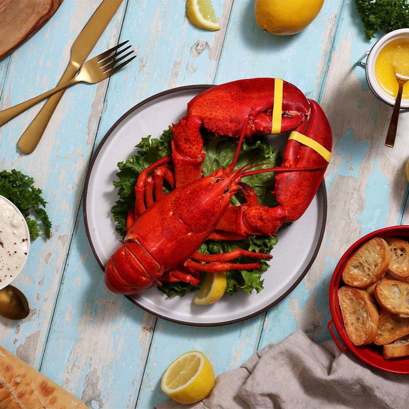 Giant Lobsters For Sale Online | Maine Lobster Now