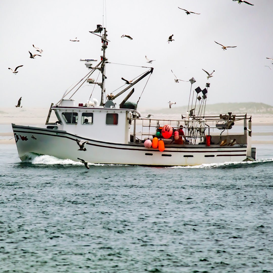 Buy Live 8-10 lb. North Atlantic Lobster Online | Maine Lobster Now