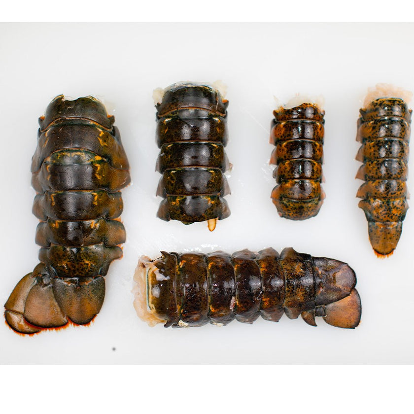 Broken Discounted Lobster Tails For Sale | Free Shipping