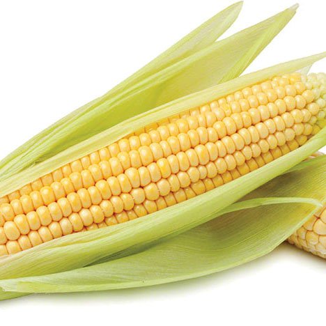 Buy Native Maine Corn Online | Maine Lobster Now