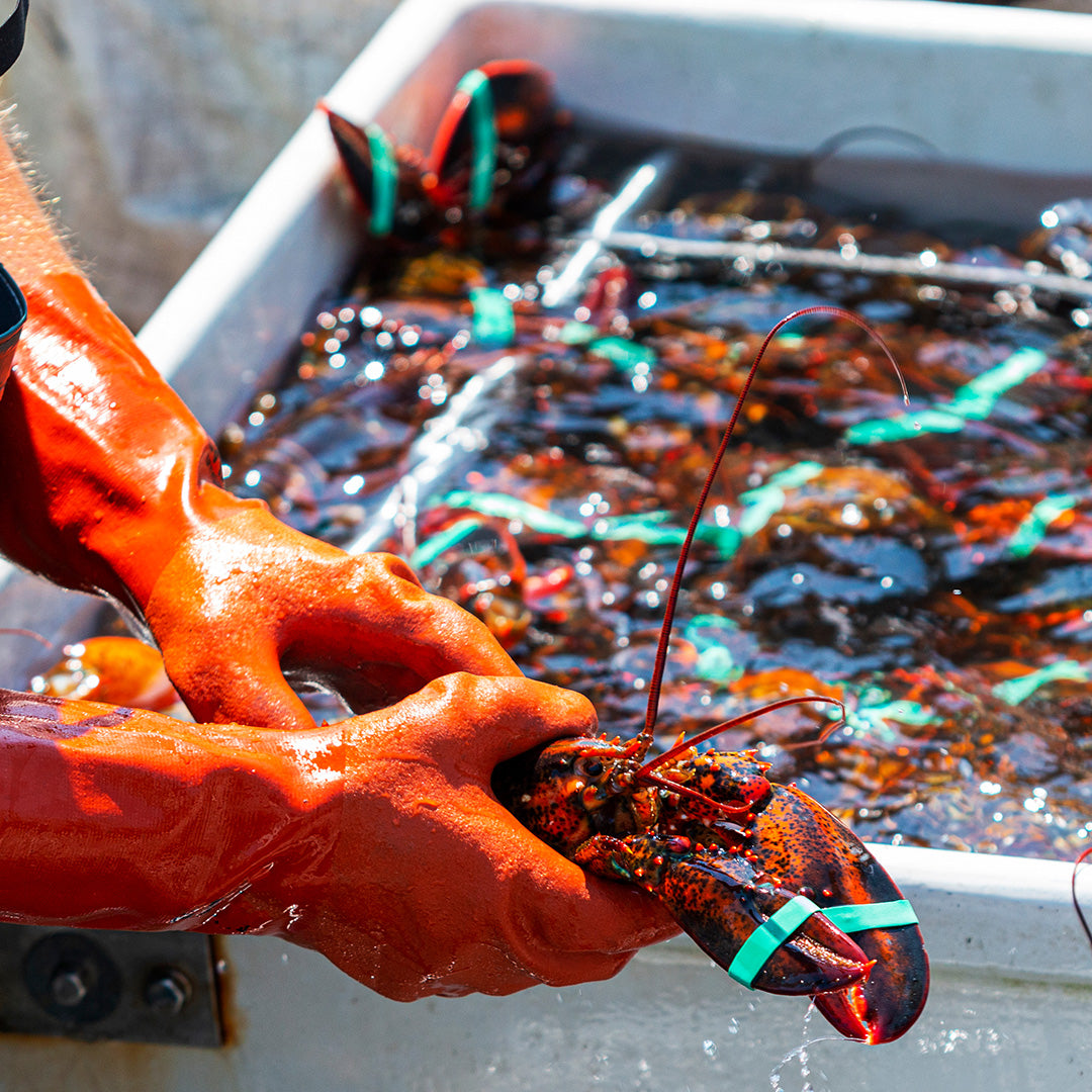 Fresh Cheap Live Lobster | Order Online Now