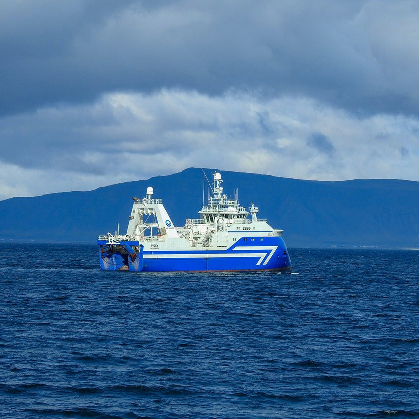 Icelandic Cod for Sale Online | Atlantic Cod Fillets