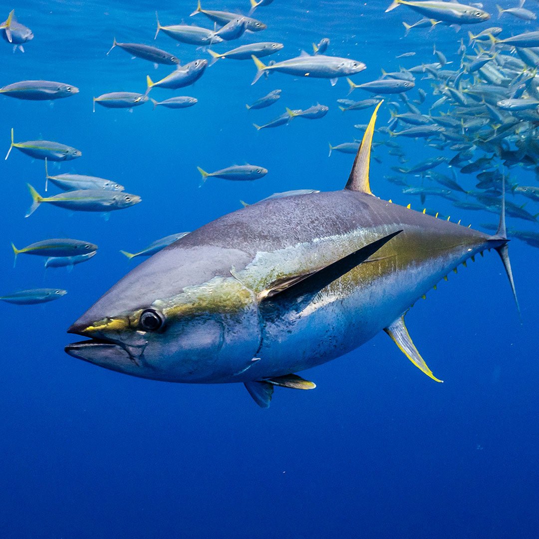 Buy Sushi Grade Tuna Online